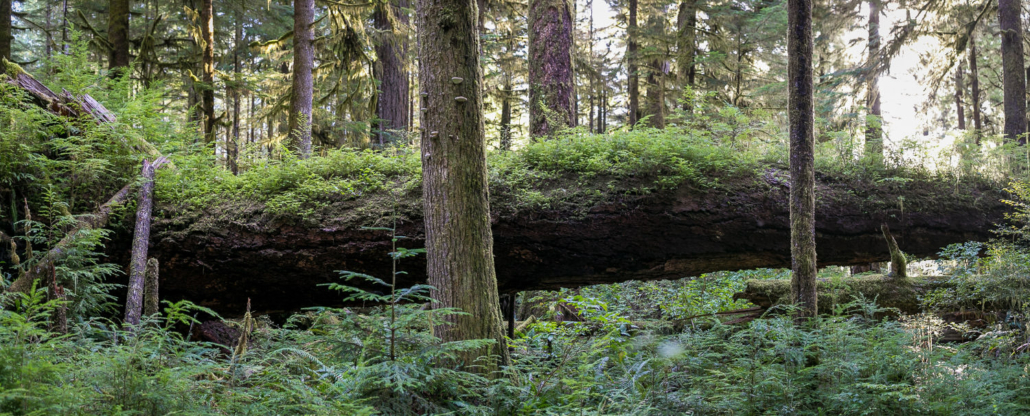 Nurse Logs - Ancient Forest Alliance