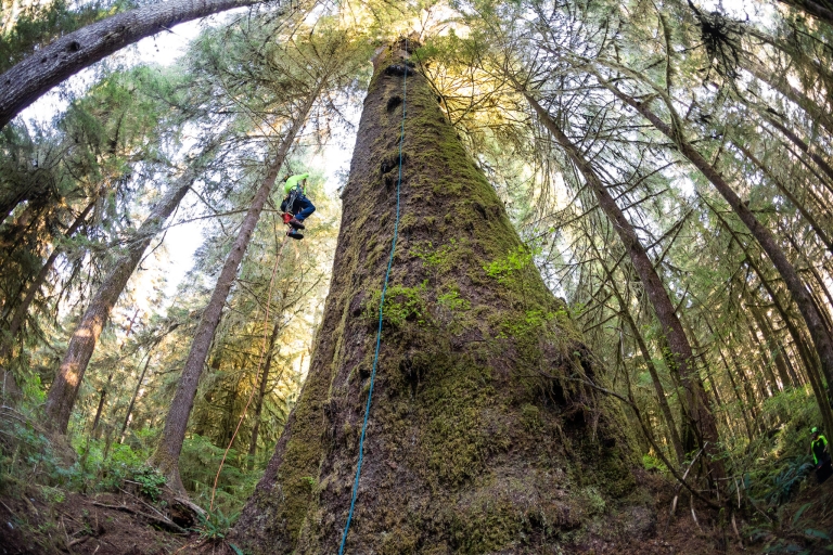 Conservationists locate and climb the largest Sitka spruce tree in BC’s ...